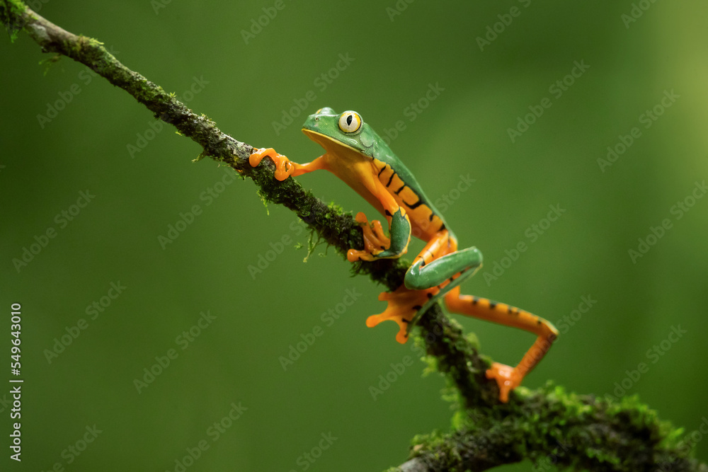 Cruziohyla calcarifer, the splendid leaf frog or splendid treefrog, is ...