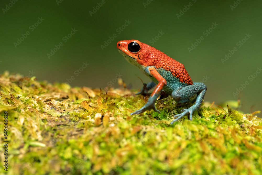 Granular poison frog or granular poison arrow frog (Oophaga granulifera ...