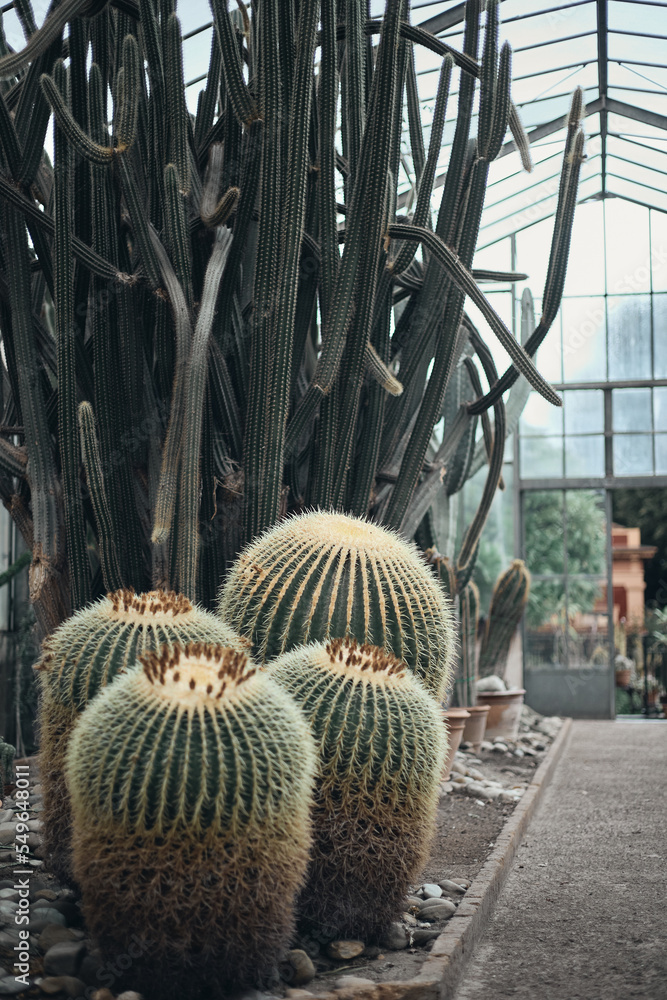 cactus in the garden Stock Photo | Adobe Stock