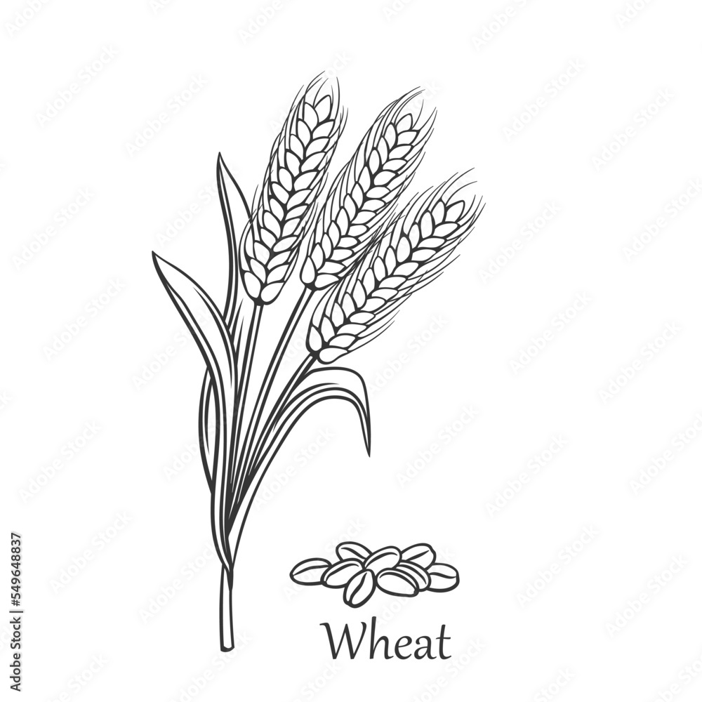 Wheat Stalk Drawing