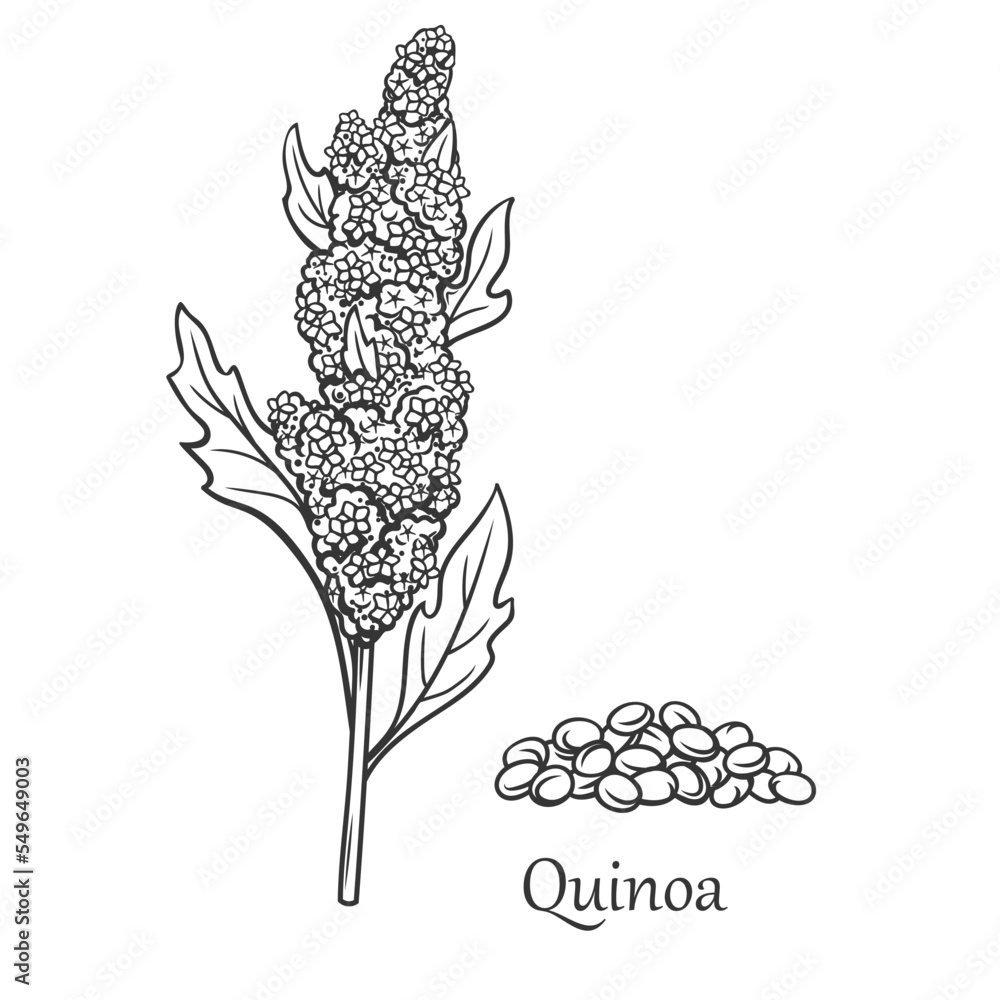 Quinoa cereal crop outline icon vector illustration. Line hand drawn ...