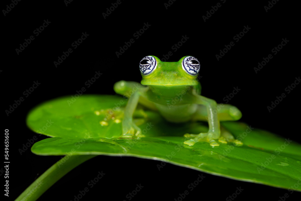 Sachatamia ilex is a species of frog in the family Centrolenidae ...