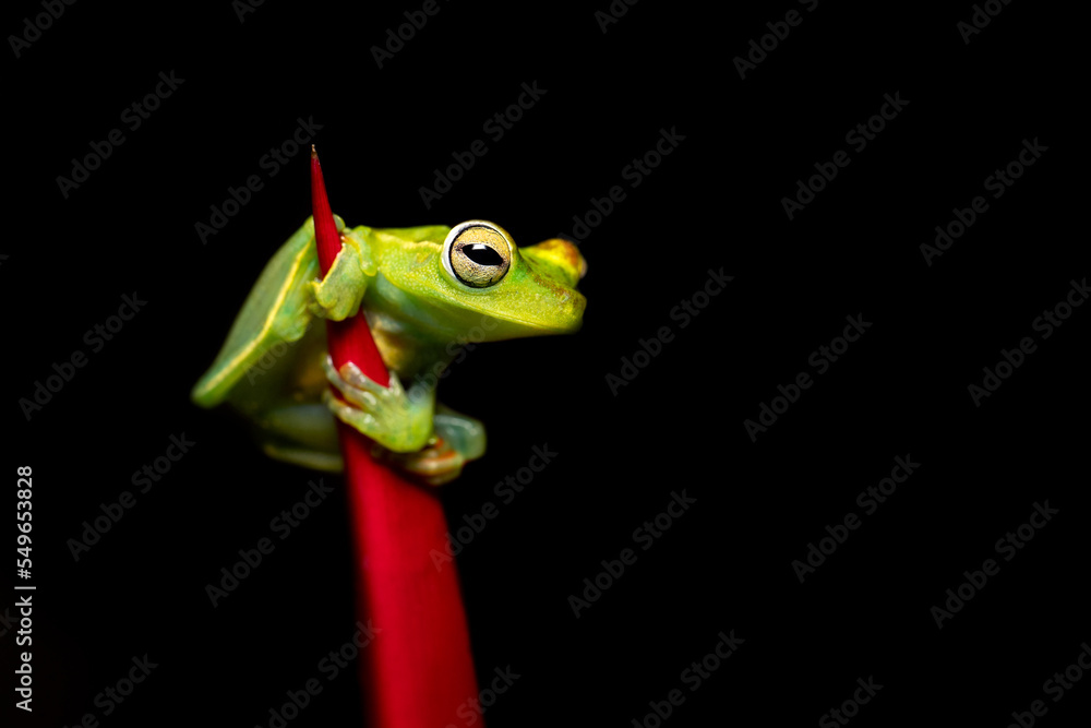 Canal Zone tree frog (Boana rufitela) is a species of frog in the ...