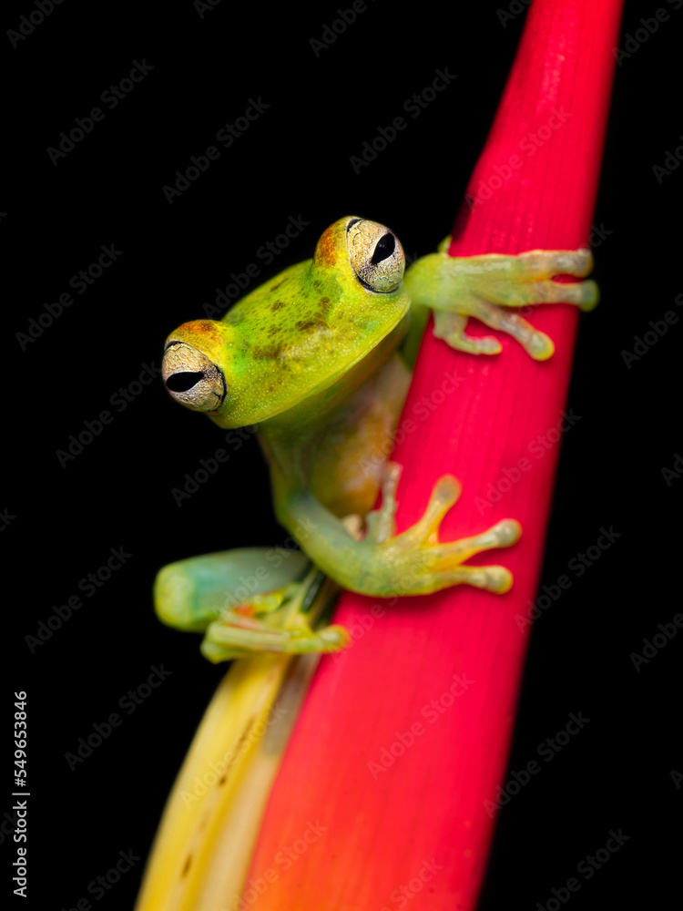 Canal Zone tree frog (Boana rufitela) is a species of frog in the ...