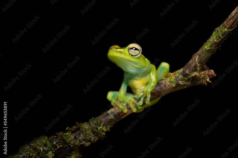 Canal Zone tree frog (Boana rufitela) is a species of frog in the ...