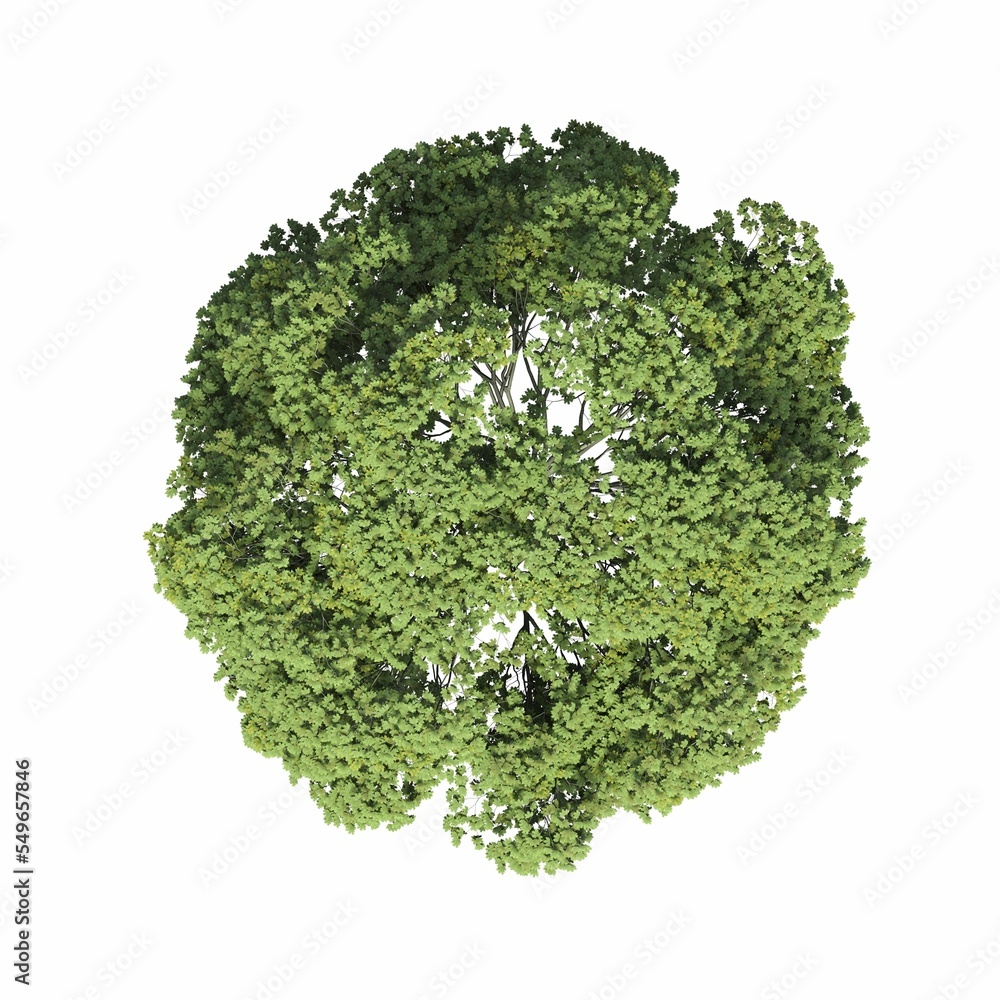 tree top view, isolated on white background, 3D illustration, cg render ...