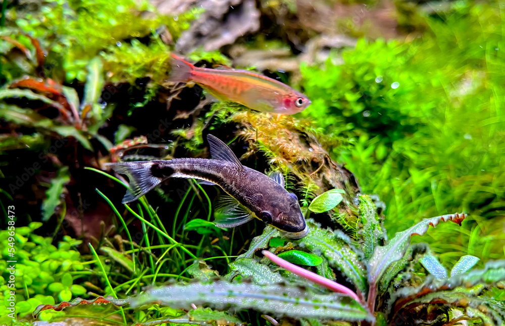Otocinclus affinis in aquarium - one of the smallest known suckermouth ...