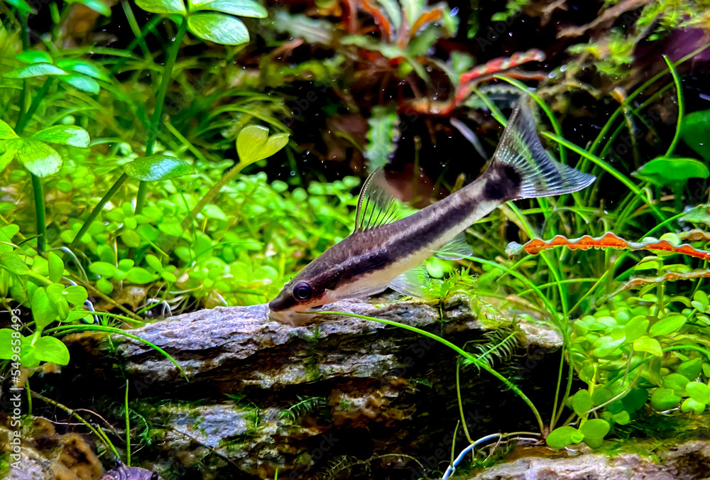 Otocinclus affinis in aquarium - one of the smallest known suckermouth ...