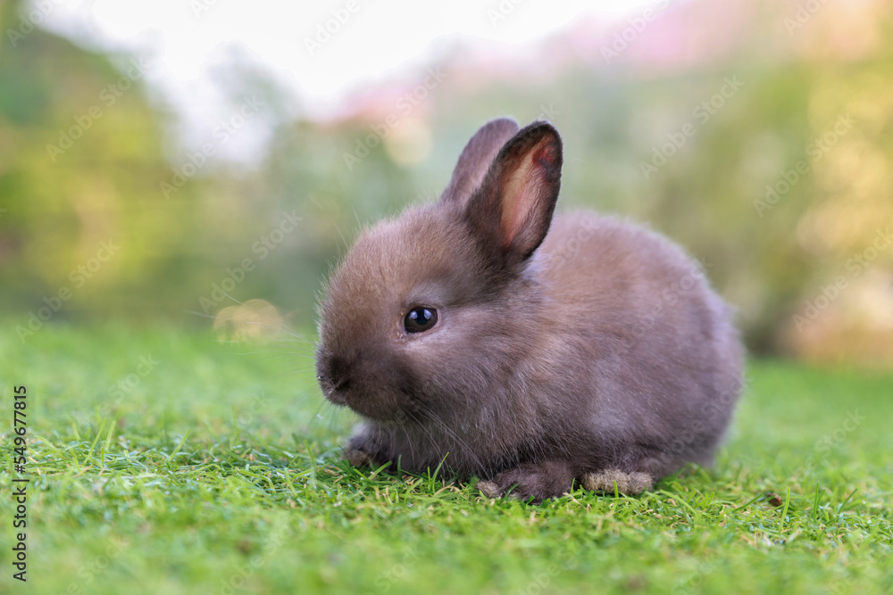 healthy Lovely bunny easter fluffy brown rabbits, Cute baby rabbit on ...