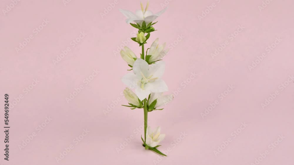 Time lapse Campanula latifolia alba giant bellflower white plant. Is ...