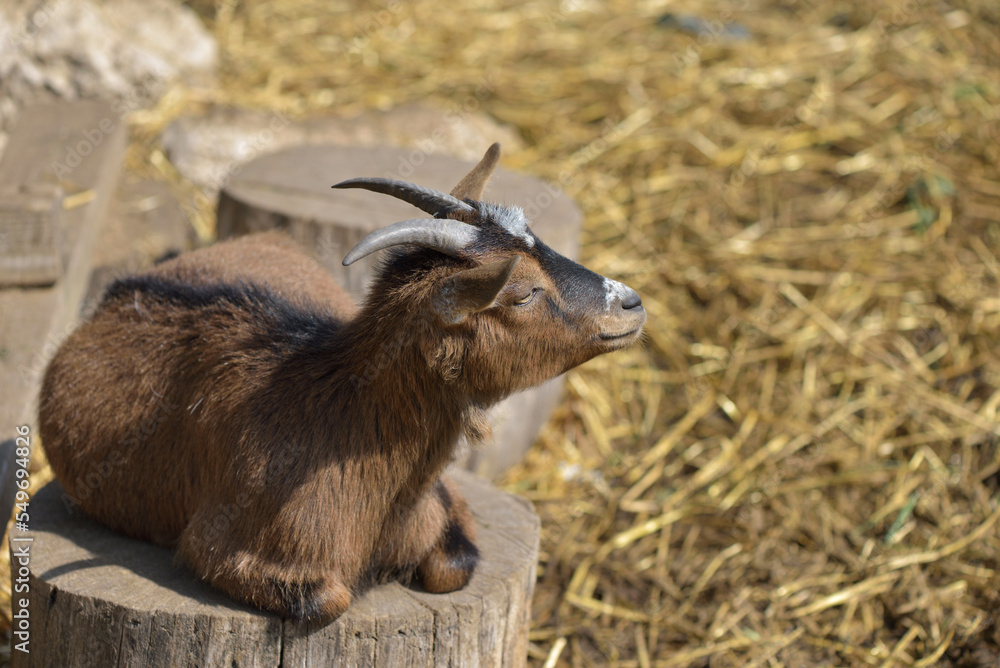 Domestic brown goat in the farm. Cute an angora wool goat. A goat in a ...