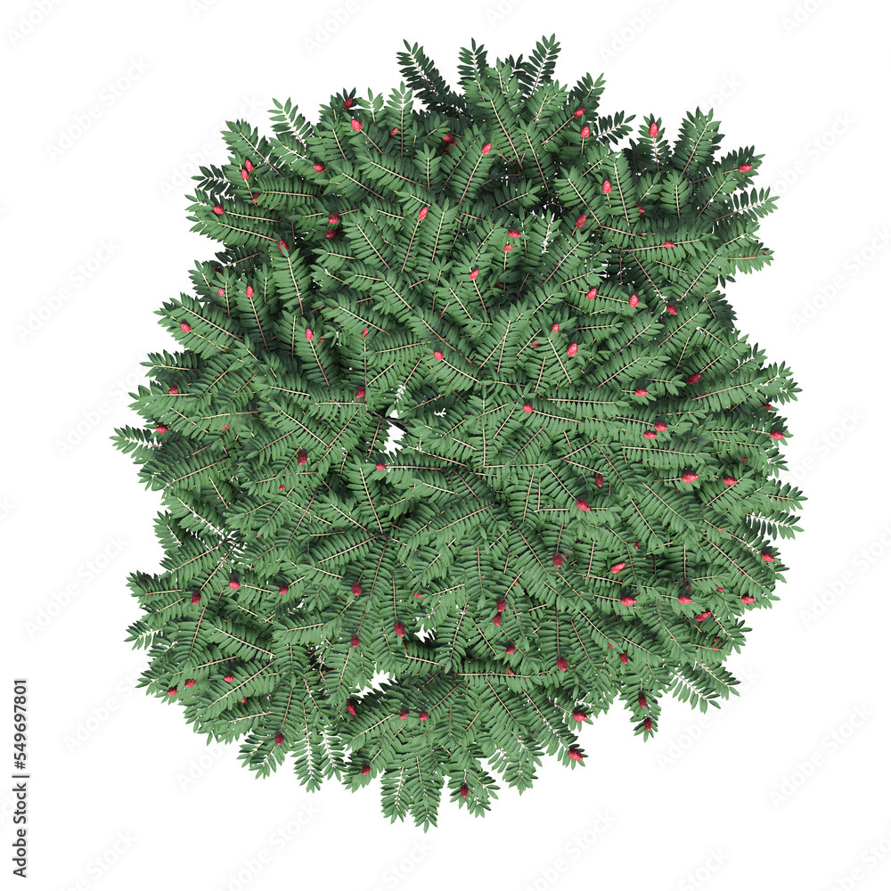 tree top view, isolate on a transparent background, 3d illustration ...