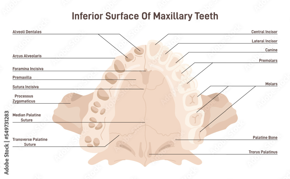 Maxillary anatomy. Inferior surface of upper jaw skeletal structure ...