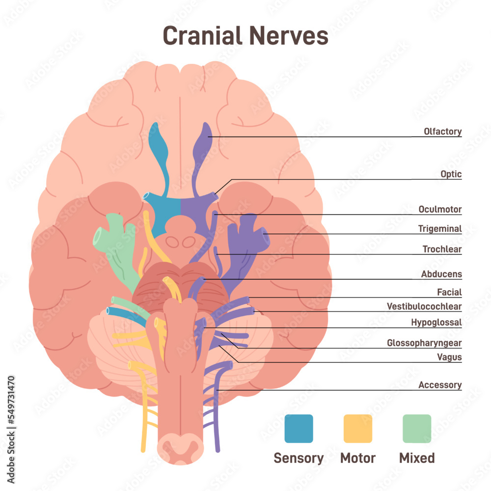 Cranial Nerves Human Brain Sections And Its Functions Transmission cranial-nerves-human-brain-sections-and-its-functions-transmission