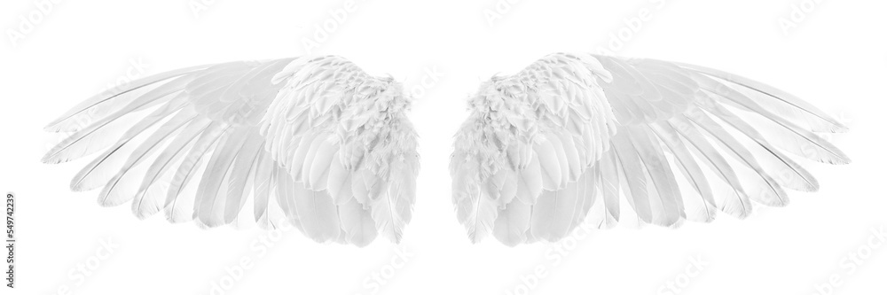 wings of bird isolated on white background. Stock Photo | Adobe Stock