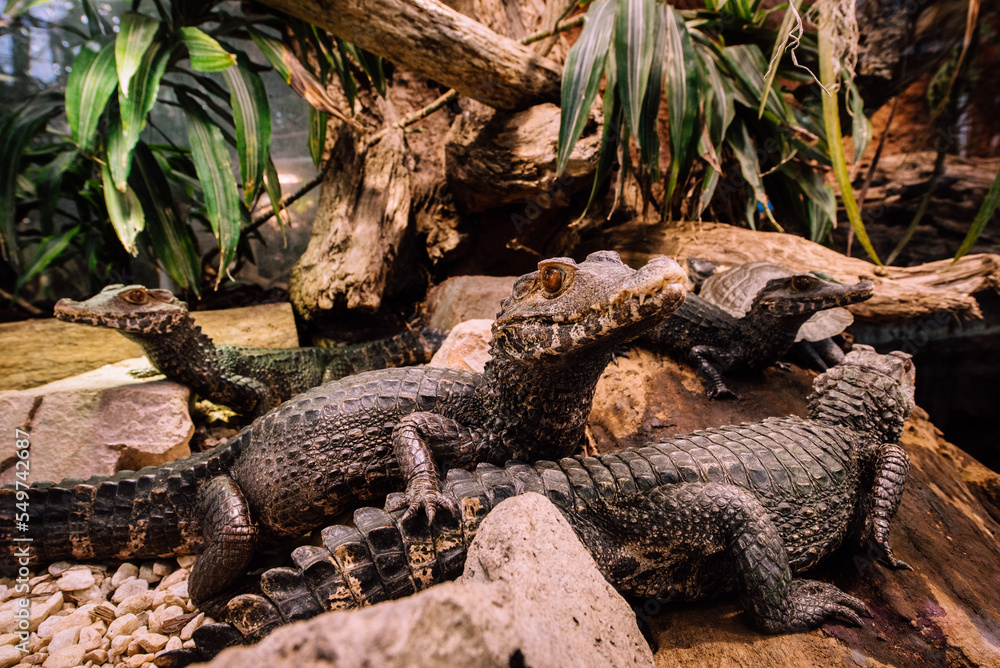 Cuvier's dwarf caiman (Paleosuchus palpebrosus) Stock Photo | Adobe Stock