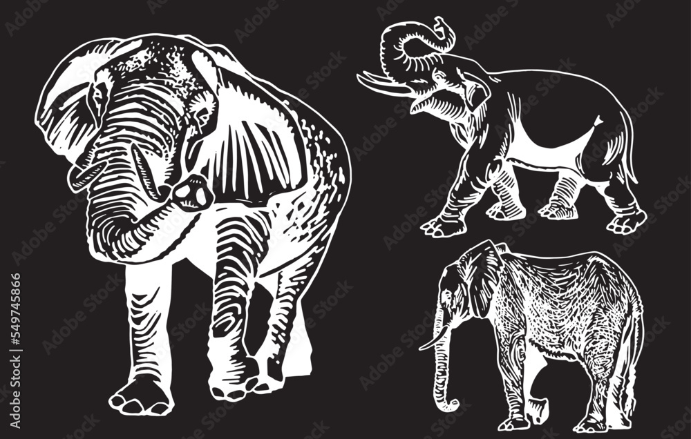 Graphical set of elephants isolated on black background,vector ...