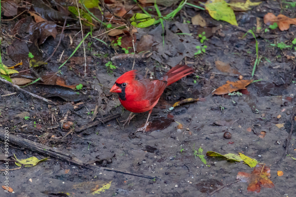 northern cardinal - Cardinalis cardinalis - it is also known ...