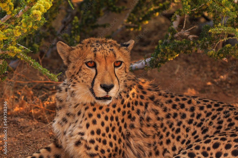 Cheetahs in the Namibian savannah, Solitaire, Namibia, South Africa ...