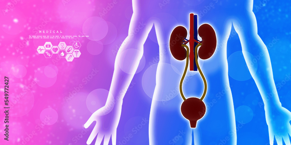 3d illustration human excretory system Stock Illustration | Adobe Stock