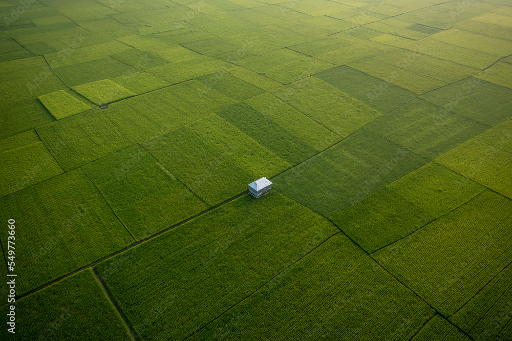 Aerial view of a house in a green field, Gabtali, Rajshahi state ...