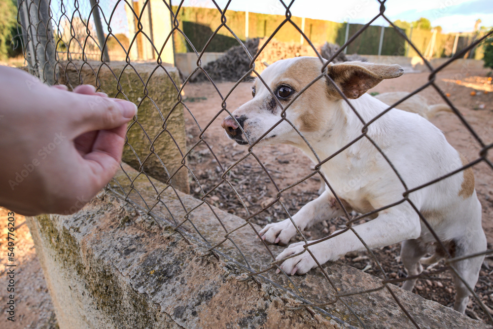 Abandoned cute dog behind bars. Hungry pet is asking for food. Stock ...