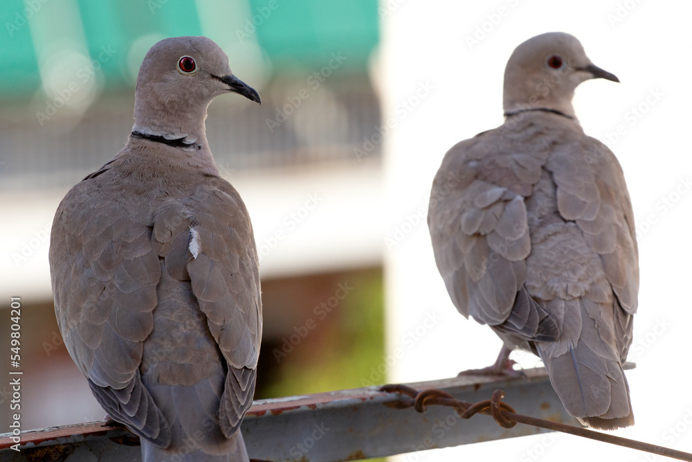 two young doves on a fence. selective focus. The Eurasian collared dove ...