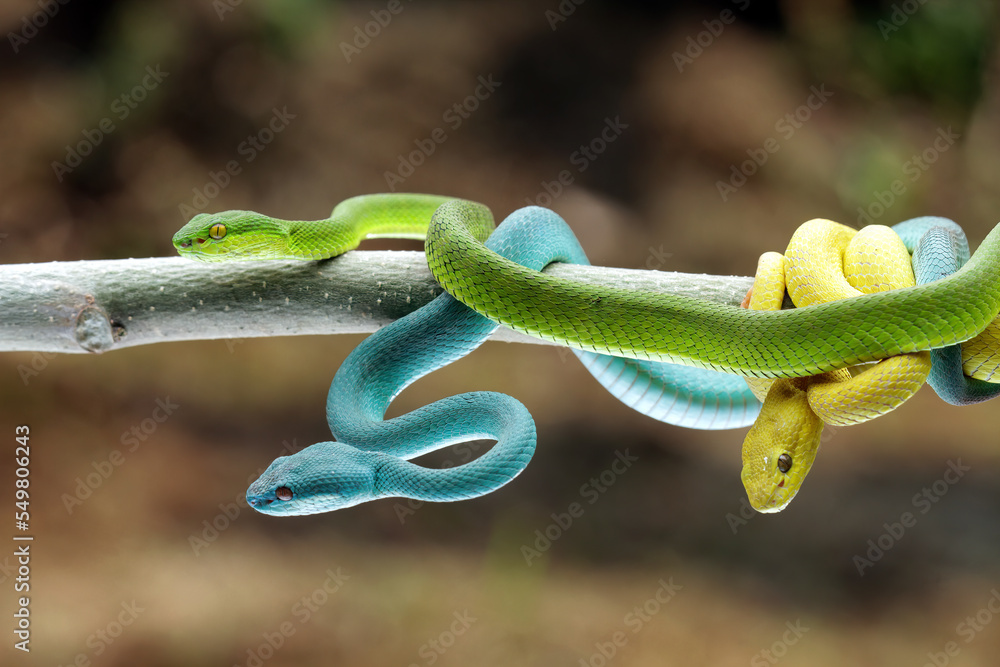 Yellow, blue and green viper snake on branch, tree color viper snake ...