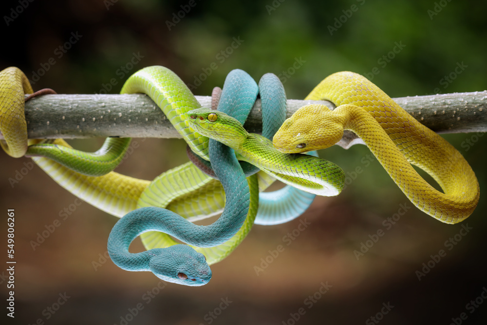 Foto de Yellow, blue and green viper snake on branch, tree color viper ...
