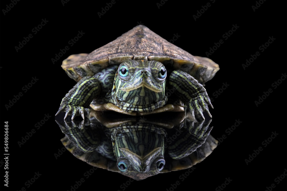 Red ear turtle on reflection, Brazilian turtle, Trachemys scripta ...