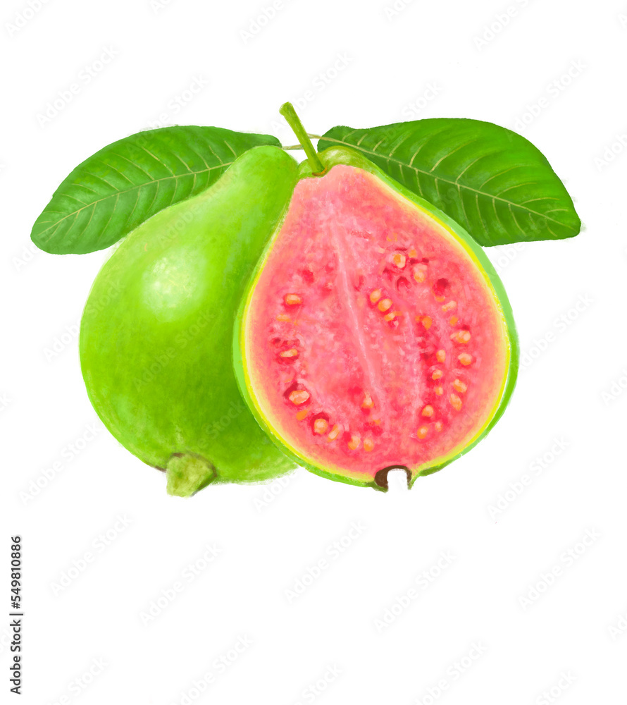 Guava illustration drawing Stock Illustration | Adobe Stock