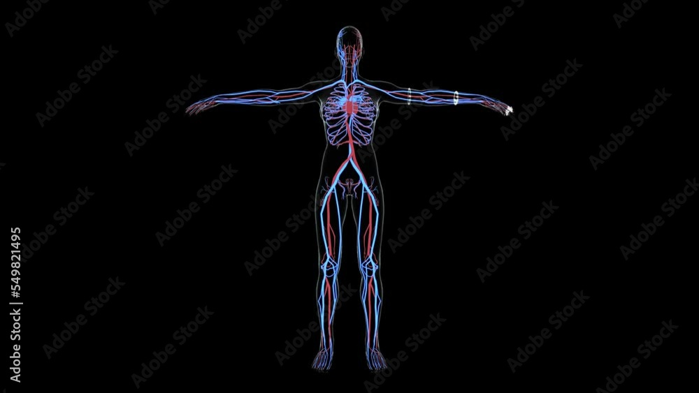 Human arterial and venous circulatory system, Medically accurate ...