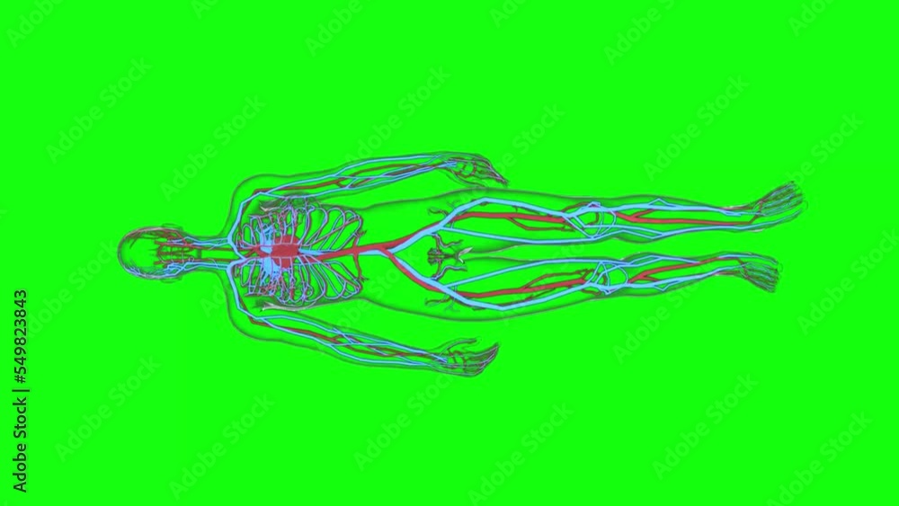 Female body scanning blood vessel, lymphatic, circulatory system in ...