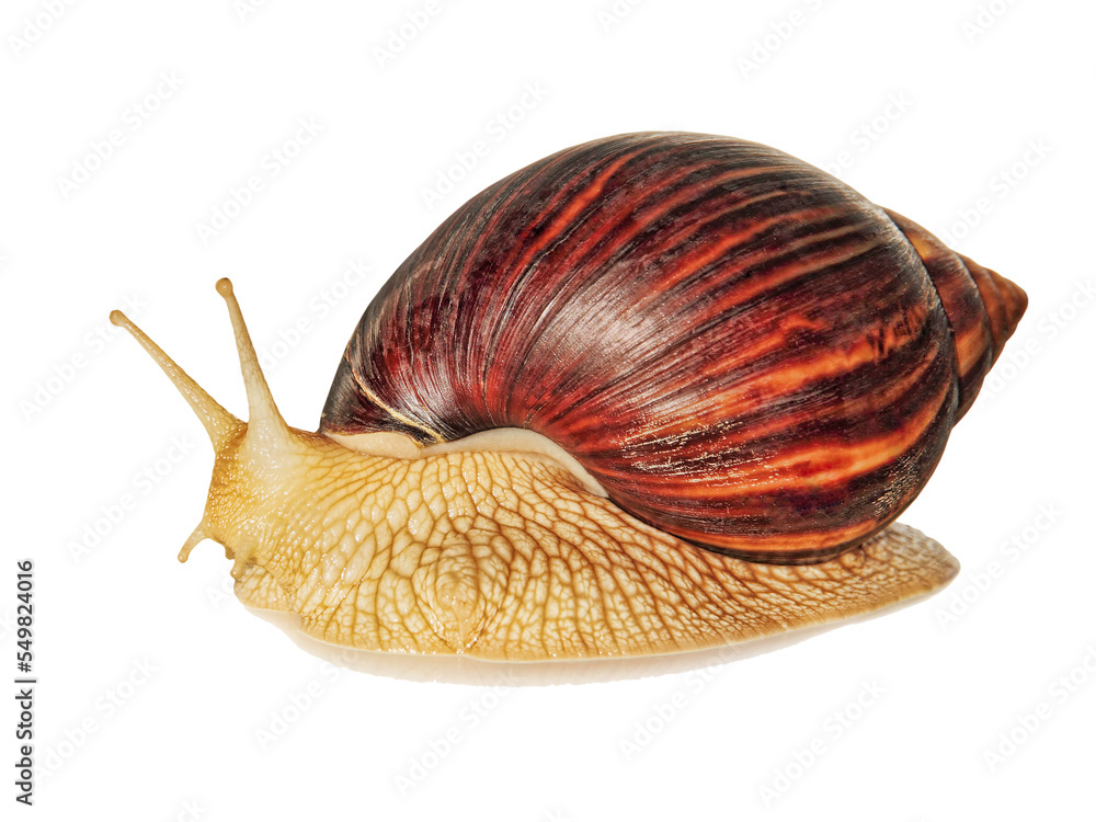 Achatina snail isolated on a transparent background with shadow. Stock ...