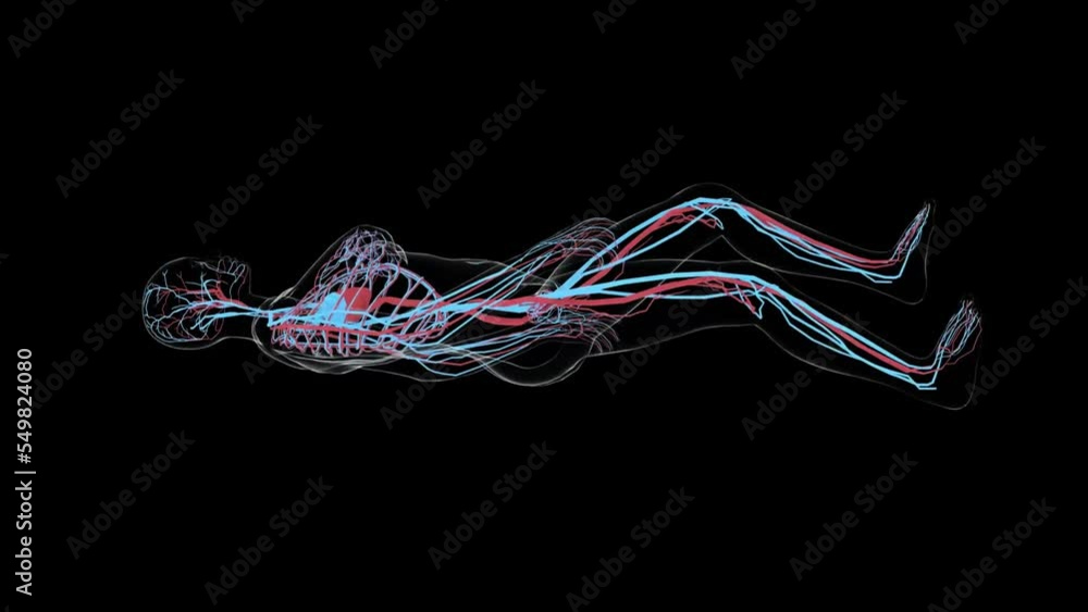 Vidéo Stock Female body scanning blood vessel, lymphatic, circulatory ...