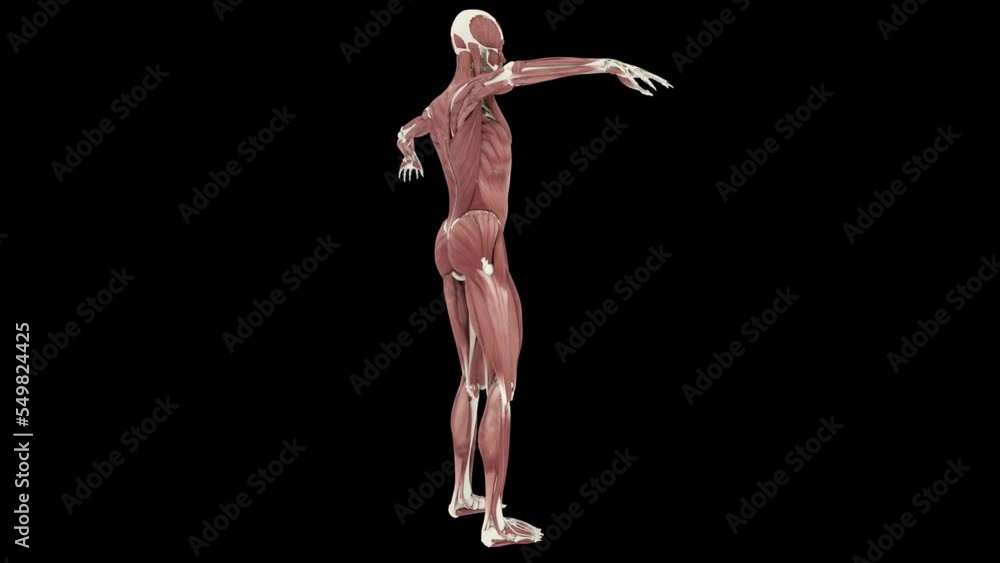Muscular System, female, 4K animation. Camera rotation showing all the ...