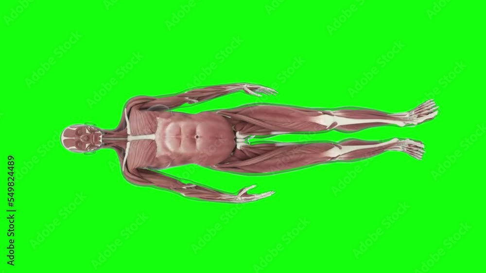 Muscular System, female, 4K animation. Camera rotation showing all the ...