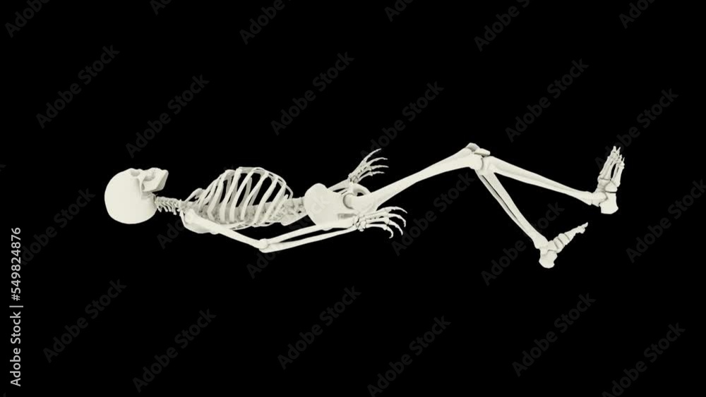 3d animation of a human female skeleton rotating at Full Height, with ...