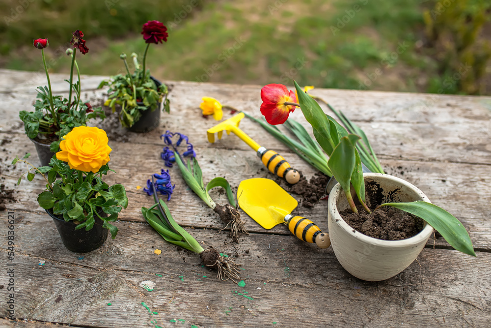Ranunculus asiaticus, Persian buttercup, Yellow variety M-Sakura in ...