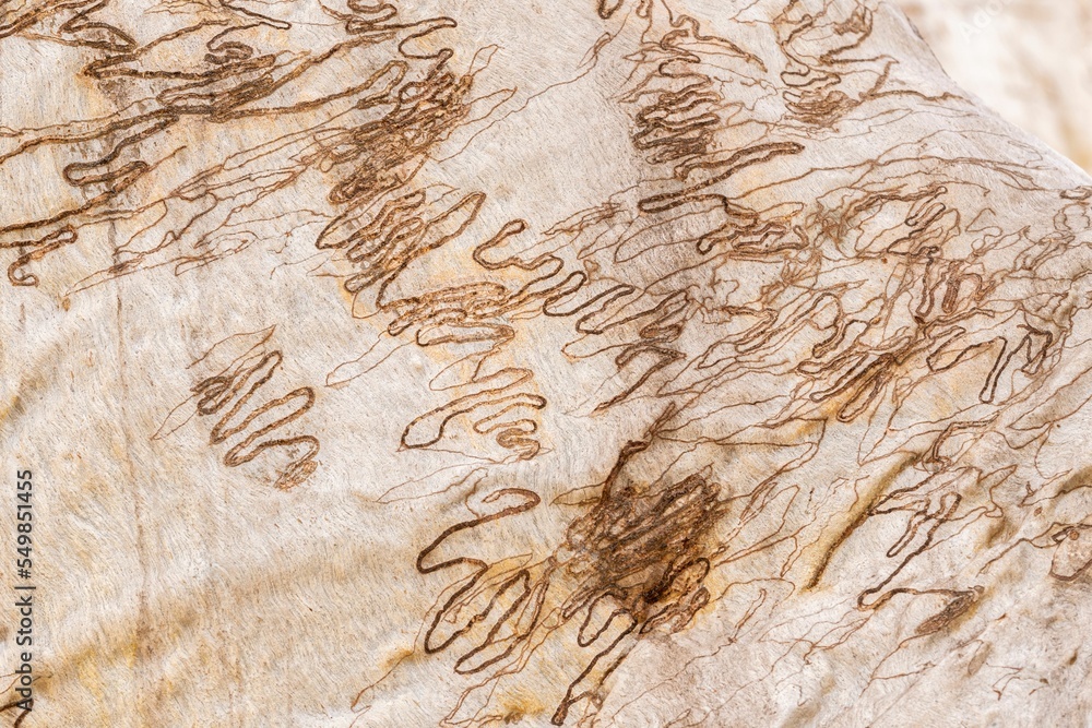 Cream background with smooth lines for textures and overlays Stock ...