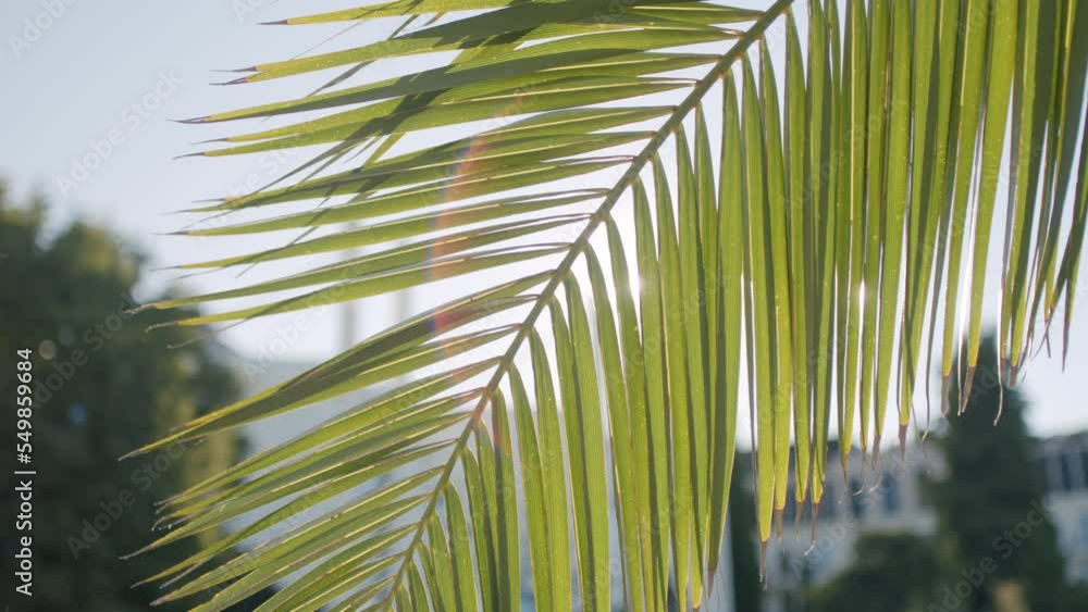 Sun rays pass through palm tree leaves. Beautiful footage of palm tree ...