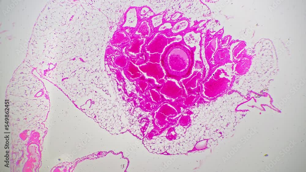 Transversal section of intestine under microscope 40x on bright field ...