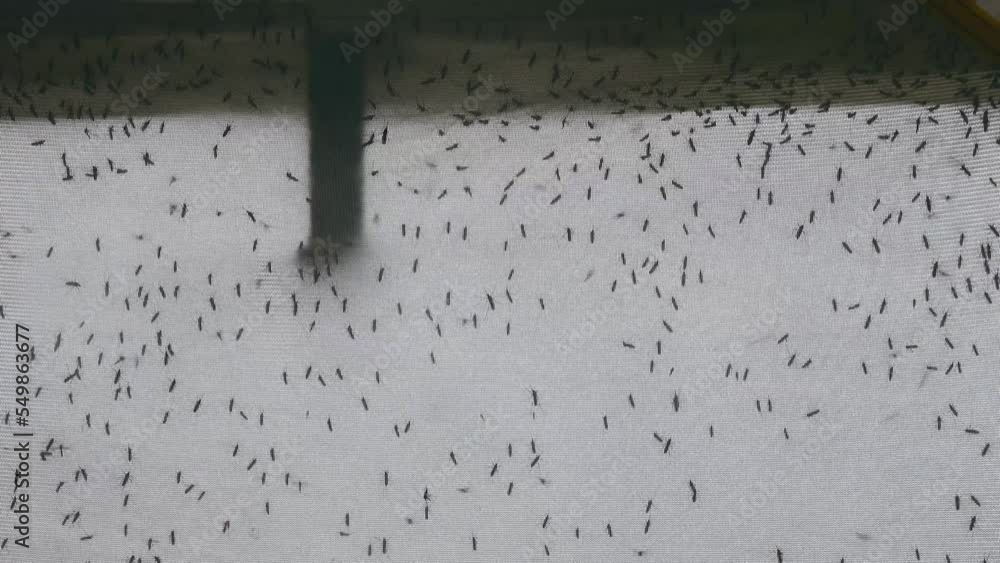 A lot of mosquitoes attack a person at sunset. Bloodsuckers penetrate ...