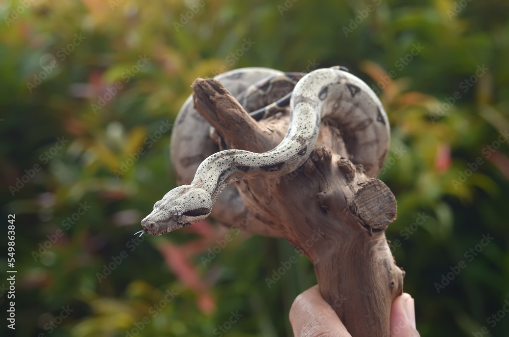 Short-tailed Boa Snake wrapped around a tree branch with natural flower ...