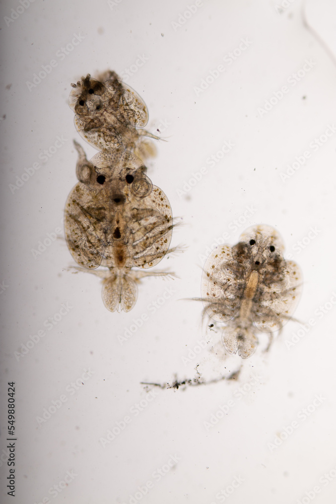 Patterns and backgrounds of Parasitic (Argulus sp. And (Clinostomum sp ...