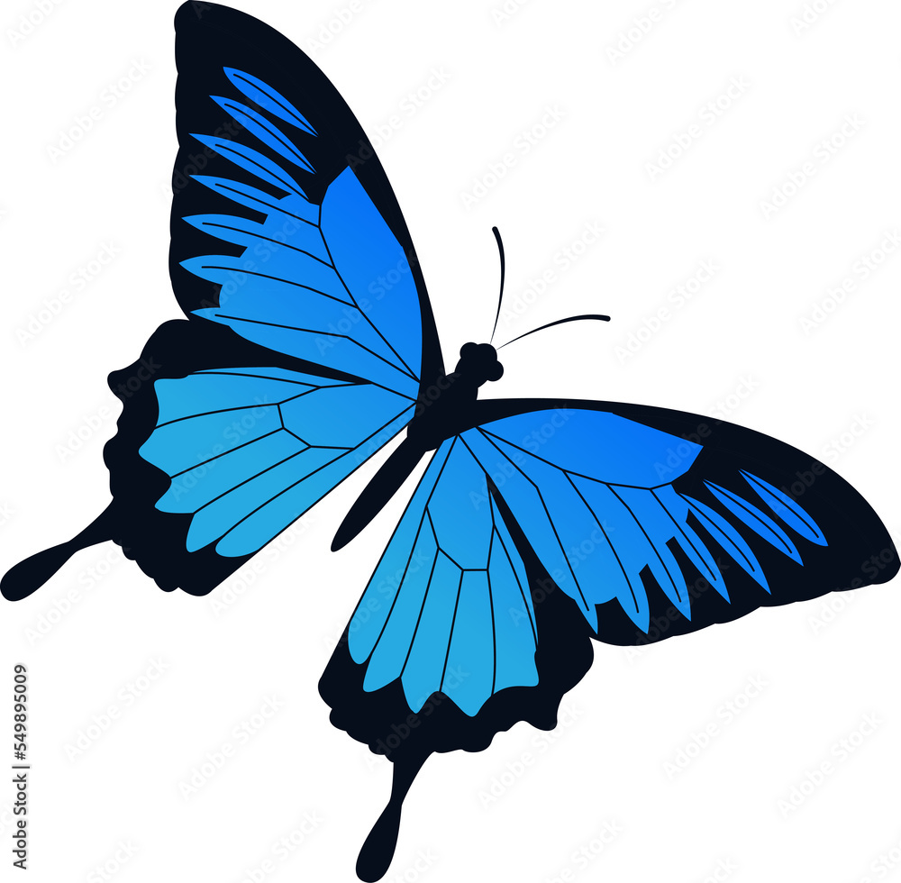 butterfly illustration png Stock Illustration | Adobe Stock