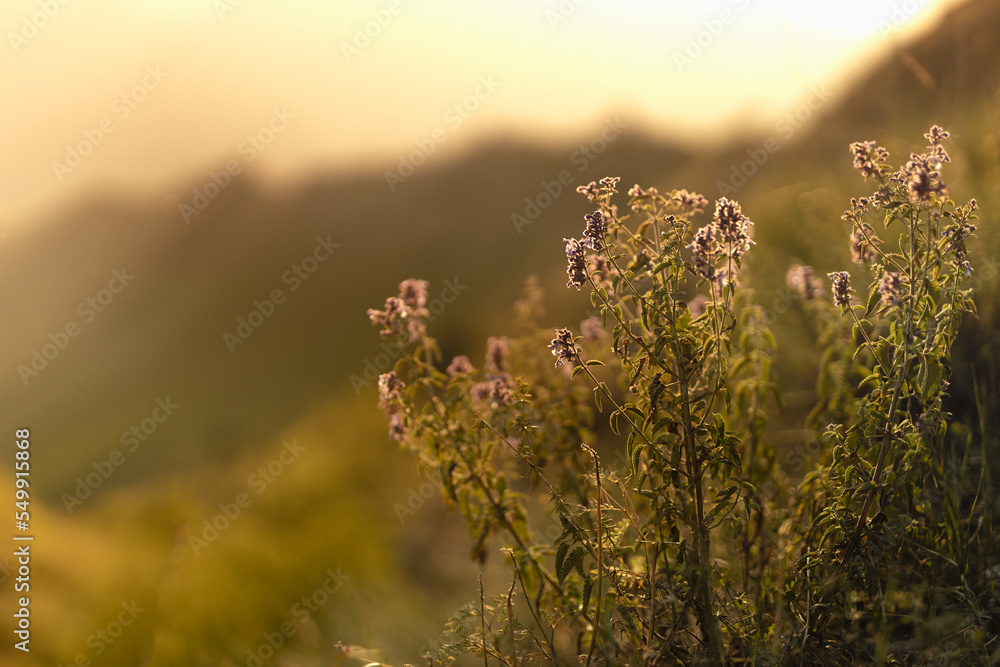 Autumn alpen meadow with purple flowers in silhouette on mountain slope ...