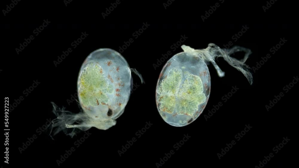 Shrimp egg Neocaridina heterpoda with embryos inside under microscope ...