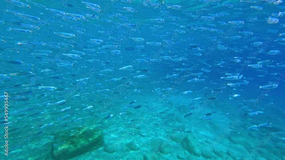 Flock Fish Underwater Sea Or Ocean.Glass Fish Ambassidae Gathered Flock ...