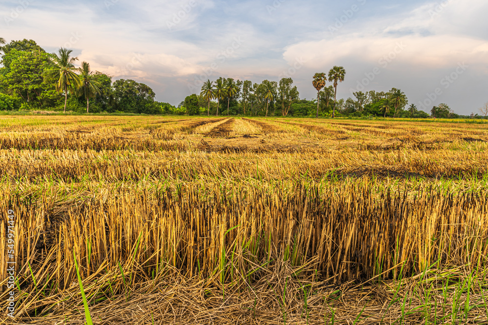 Beautiful golden ear of Thai jasmine rice plant on organic rice field ...